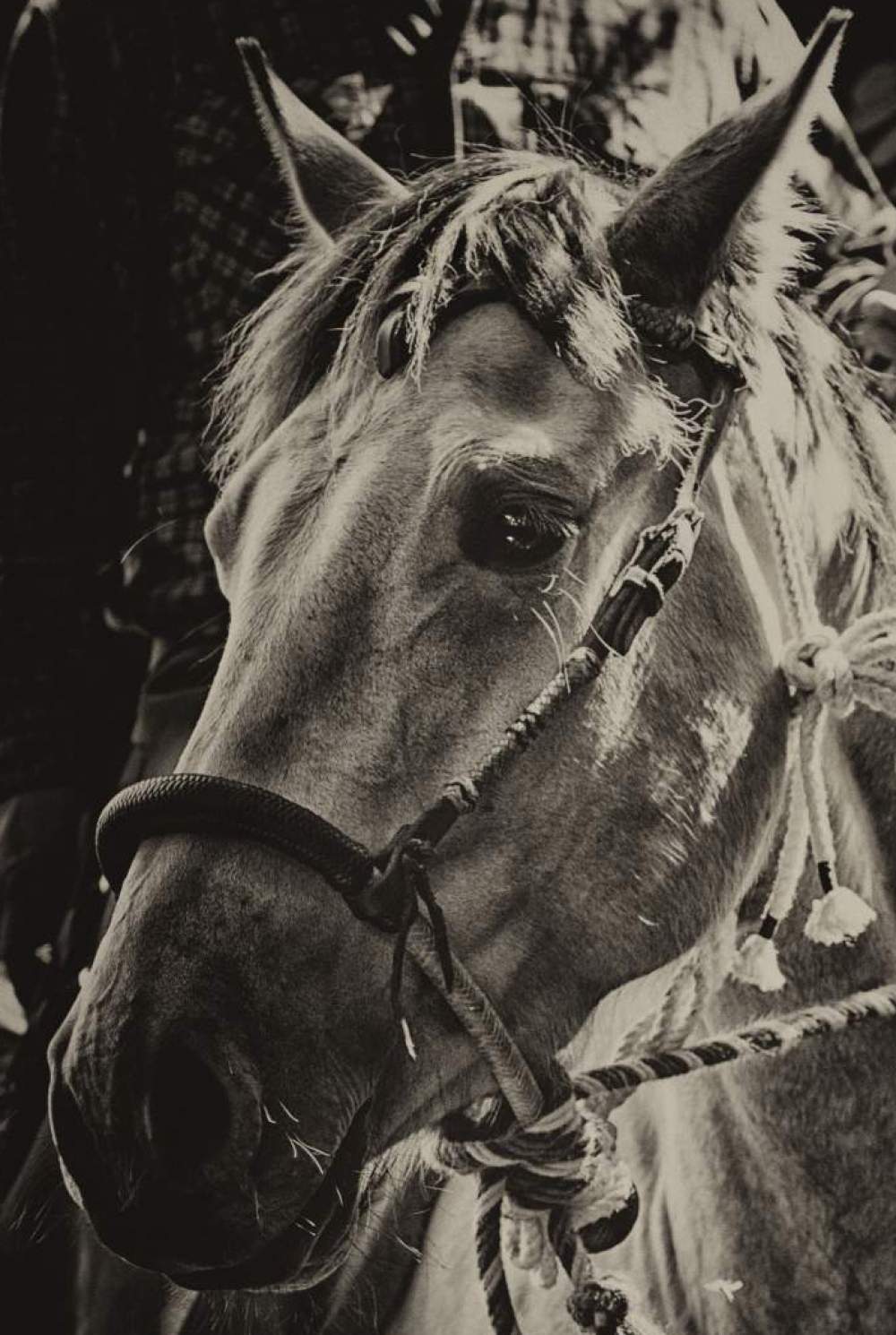 Fitting the Hackamore (Bosal)